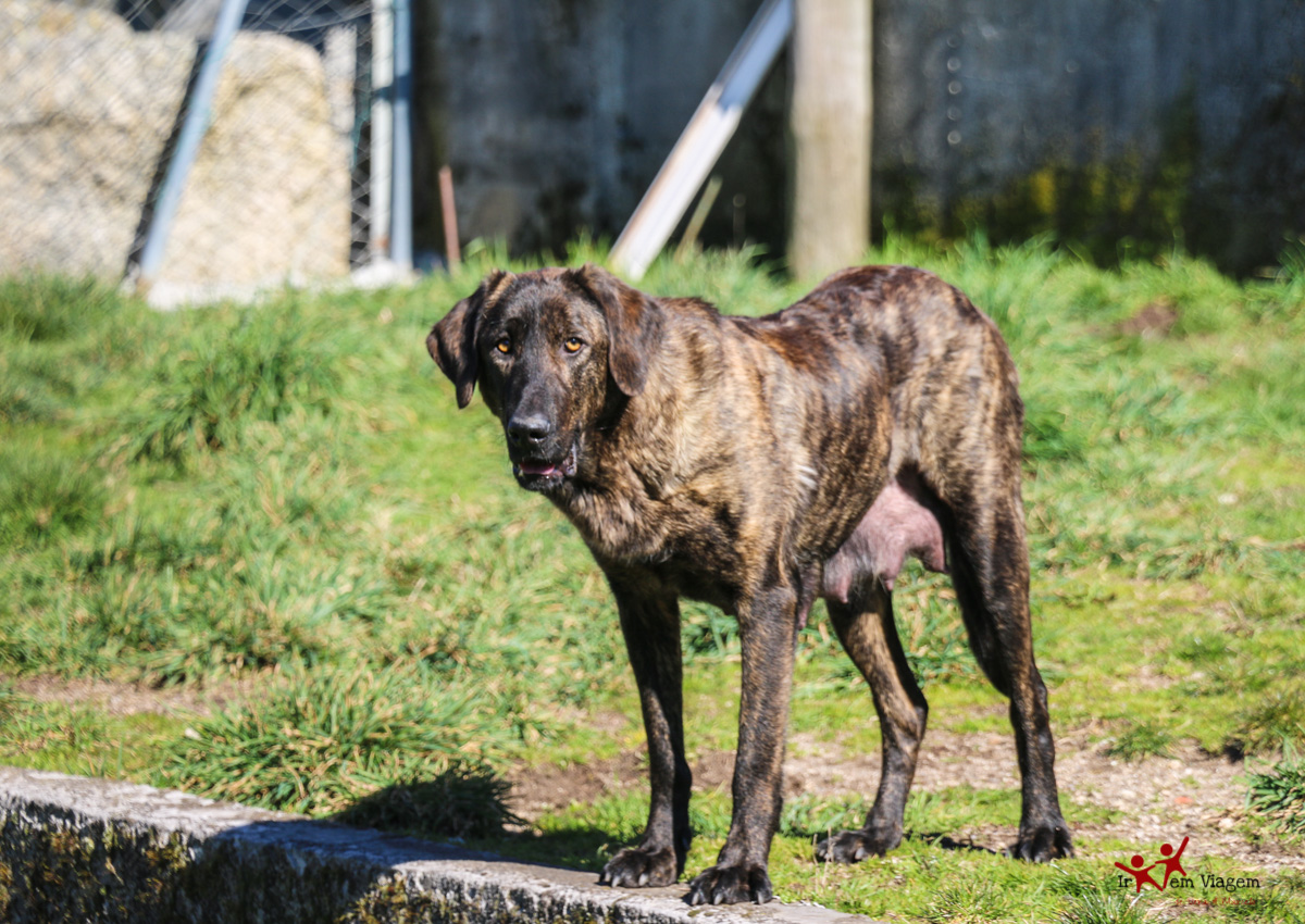 Castro Laboreiro e os seus tesouros - Ir em Viagem